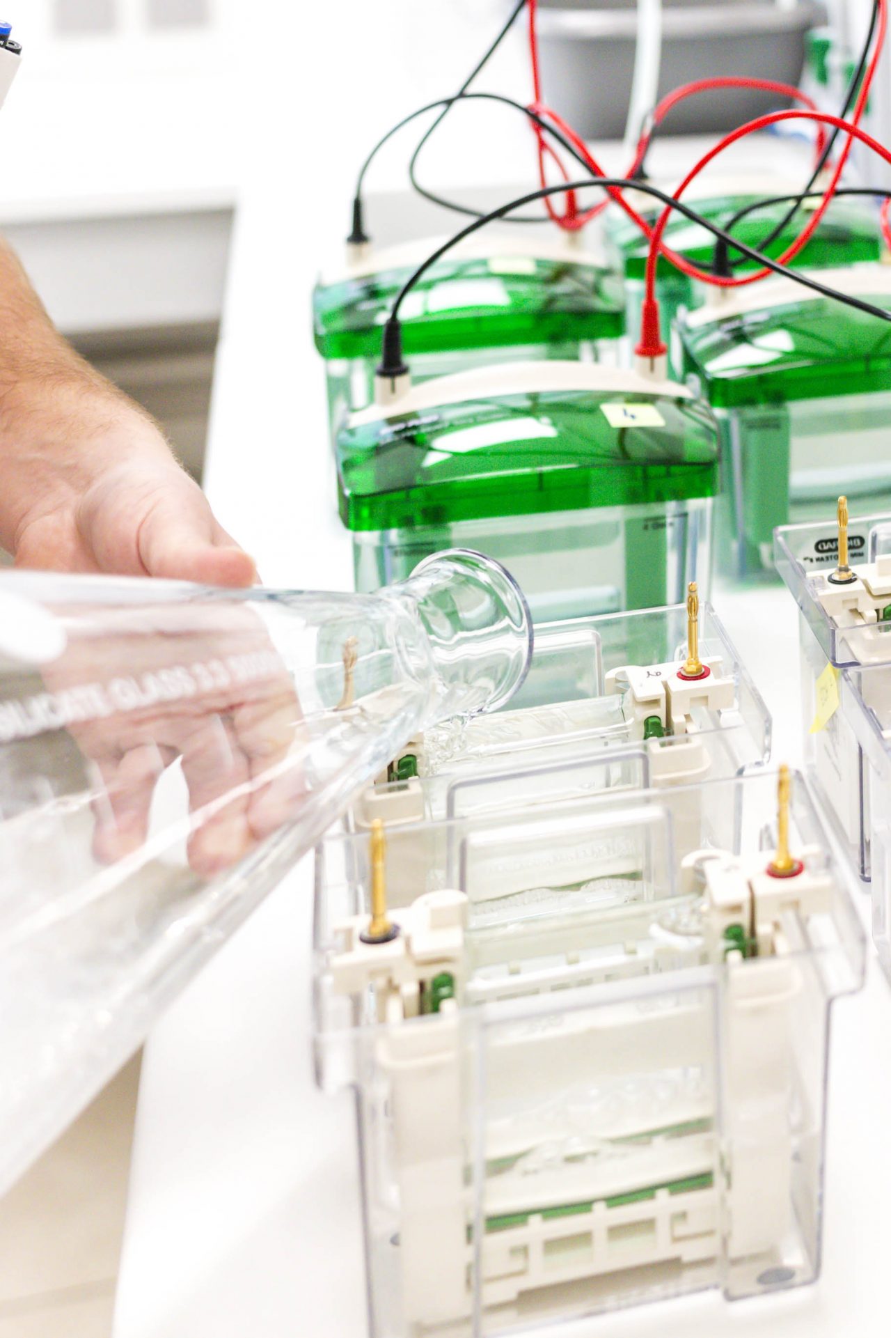 LDBIO Diagnostics | Immunoblots & Rapid Tests for Parasitology and Mycology